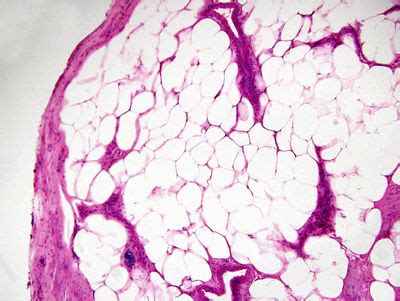 Adipose Tissue Slide