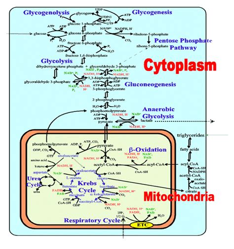 Metabolic Pathway Schematic Diagram Metabolic Pathways Of Pr