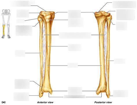 Tibia And Fibula Bones Diagram Quizlet