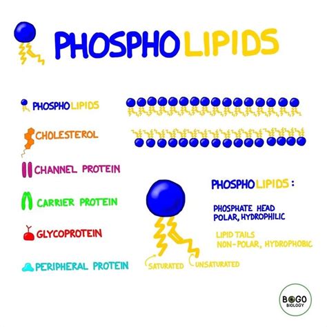 Phospholipids Cell Membrane Structure Cell Membrane Cell Membrane