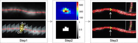 main steps for reconstructing the neurite shape step 1 resample the download scientific