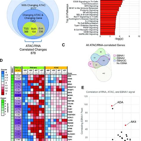 Integration Of ATAC Seq And RNA Seq And EBNA ChIP Seq Datasets A