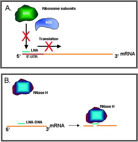locked nucleic acid lna fine tuning the recognition of dna and rna chemistry and biology