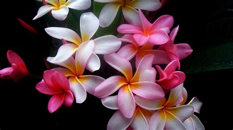 美しい花の背景 schne blumen モバイルタブレット用 最も美しい自然の花を探索してください 美しいバラの花美しい花 高