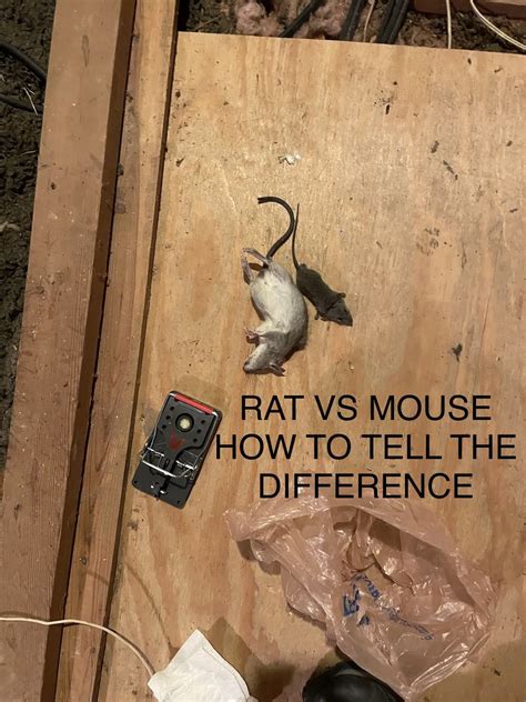 How To Tell Difference Between Rats Mice Rat Vs Mouse Pictures
