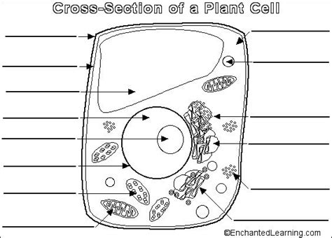 Plant Cell Diagram Quizlet