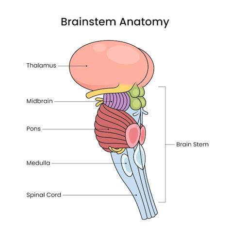Diagramme de l anatomie du tronc cérébral Vecteur Premium
