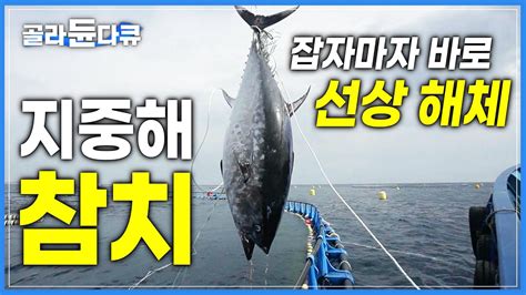 한 마리당 무려 1000만원 2m 거대 참다랑어를 선상에서 해체하여 맛보는 유럽 몰타 의 양식장지중해 모든 해산물이 모이는