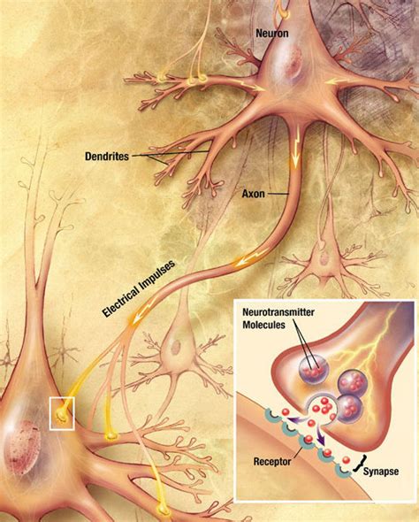Microbial Diseases Of The Nervous System Boundless Microbiology