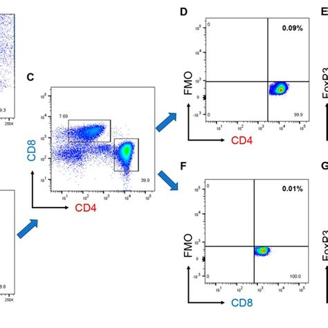 Gating Strategy To Identify CD4 And CD8 Regulatory T Cells Tregs