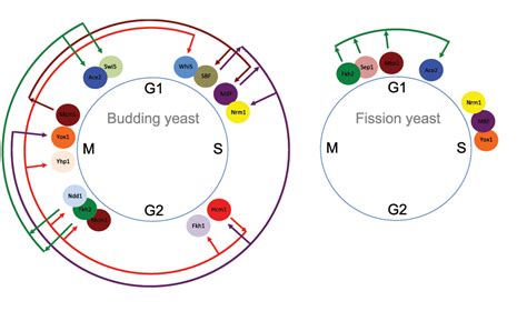 cell cycle regulated transcription from yeast to f1000research