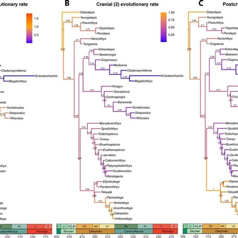 relative rates of morphological evolution using partitioned download scientific diagram
