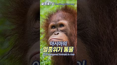 아시아의 멸종위기 동물 10 종 멸종위기종 YouTube