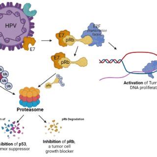 Interaction Between PD 1 PD L1 And CTLA 4 B7 In The Immune System And