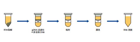 RNAprep FastPure动物组织 细胞总RNA提取试剂盒双柱型 动物组织 细胞总RNA提取试剂盒 核酸提取及纯化试剂 擎科生物