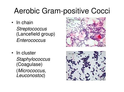 Gram Positive Cocci In Clusters Factorkesil