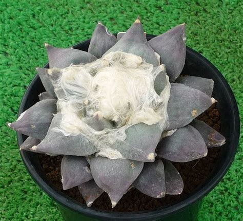 Yahoo オークション サボテン 多肉植物 三つ疣花牡丹 11