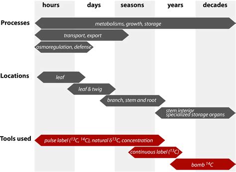 Understanding The Roles Of Nonstructural Carbohydrates In Forest Trees