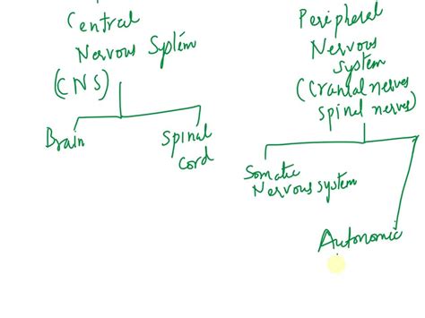 SOLVED Nam Structural And Functional Unit Of Nervous System Draw A