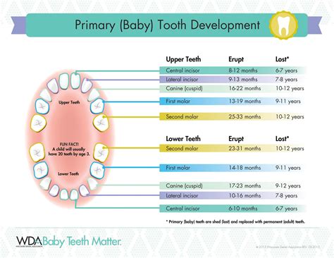 Tooth Number Chart To Identify Primary Teeth Eruption Charts Tooth
