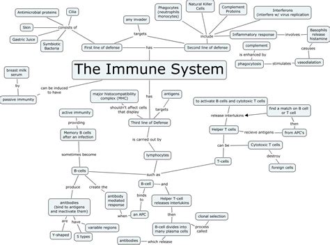 Entire Immune System Diagram Flow Chart Immune Immunity Lymp