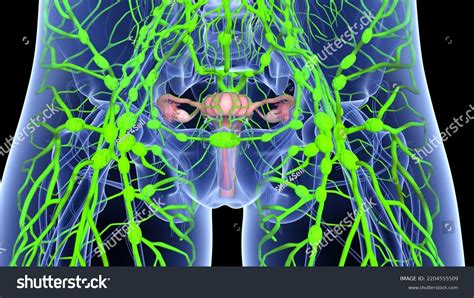Human Female Reproductive System Anatomy 3d Stock Illustration 2204555509 Shutterstock