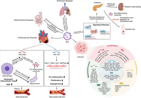 Frontiers The Immuno Modulation Effect Of Macrophage Derived