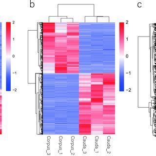 Heat Map Showing The Hierarchical Clustering Of DEGs In Three Regions