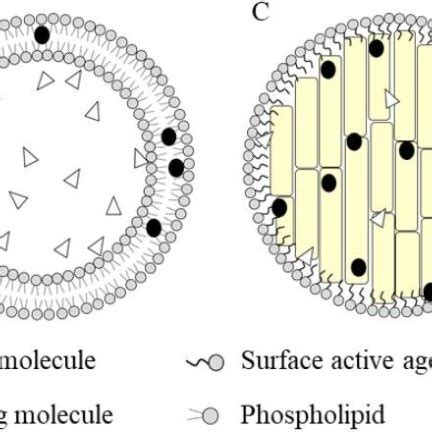 Different Types Of Lipid Based Nanoparticles Nanoemulsions A