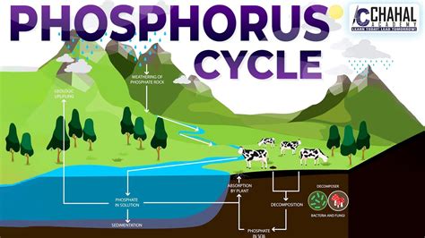 Phosphorus Cycle For IAS UPSC Civil Services Exam Environment