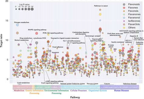 Frontiers Exploring The Mechanism Of Flavonoids Through Systematic
