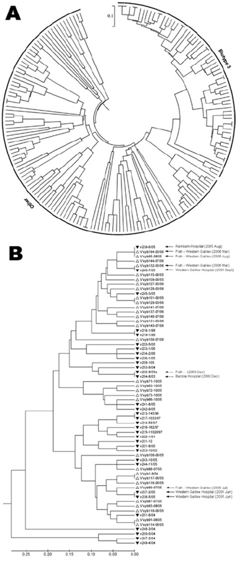 a genetic relationships based on simple sequence repeat ssr download scientific diagram