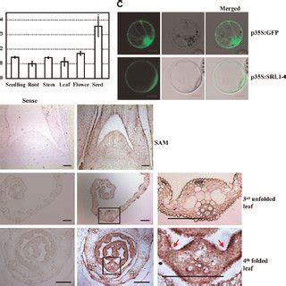 Expression Pattern Of SRL1 And Subcellular Localization Of SRL1 A