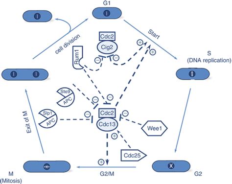 cell cycle fission yeast springerlink