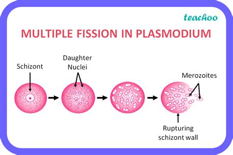 how does plasmodium reproduce is this method sexual or asexual type