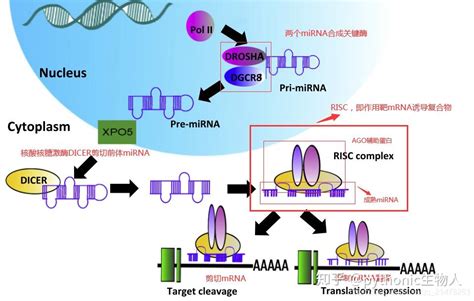 Omics Mrna Mirna Lncrna Circrna