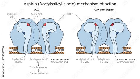 Acetylsalicylic Acid Aspirin Mechanism Of Action Diagram Hand Drawn