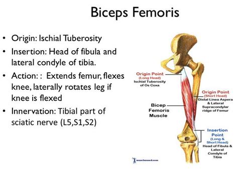 Biceps Femoris Origin And Insertion Google Search Muscle Anatomy Anatomy Education Massage