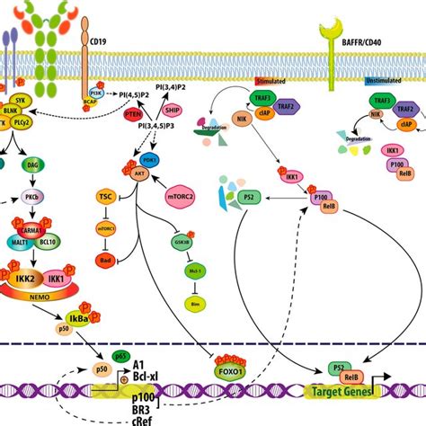 Expression Of B Cell Maturation Antigen On Plasma Cells The Stages Of
