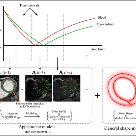active shape model training includes building multiple appearance download scientific diagram