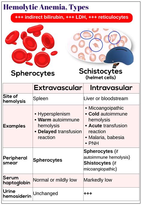 Hemolytic Anemia Haemolytic Anemia Causes Symptoms Treatment Hot Sex Picture