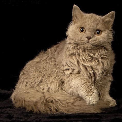 Selkirk Rex Delicat E V