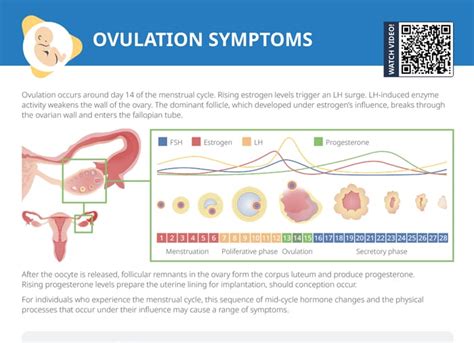 Ovulation Symptoms Free Cheat Sheet Lecturio Nursing