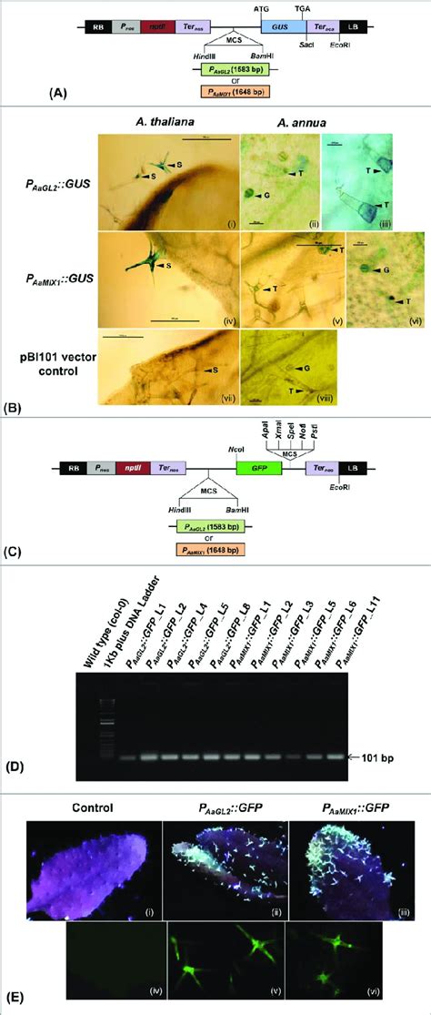 Tissue Specific Expression Analysis Of AaGL2 P AaGL2 And