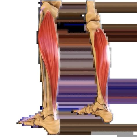 Gastrocnemius Muscle Origin And Insertion