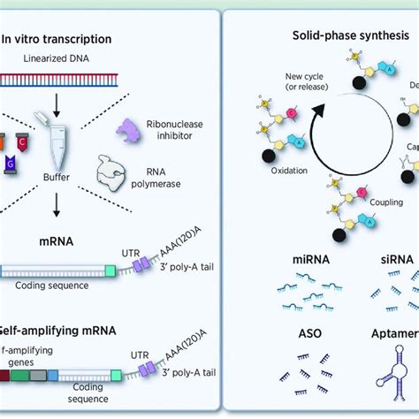 overview of coding and noncoding rna structures left in vitro download scientific diagram