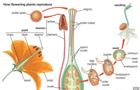 Difference Between Pollination And Fertilization In Flowering Plants