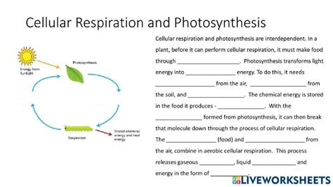 Solved Photosynthesis And Cell Respiration Worksheet Chegg