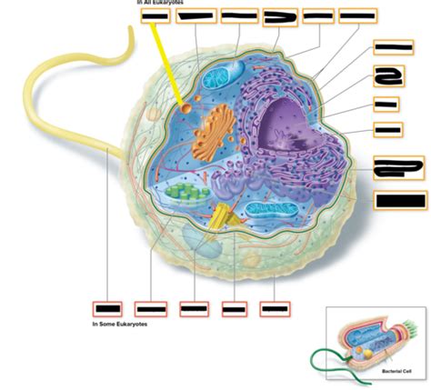 Ch 5 Eukaryotes And Microorganisms Flashcards Quizlet