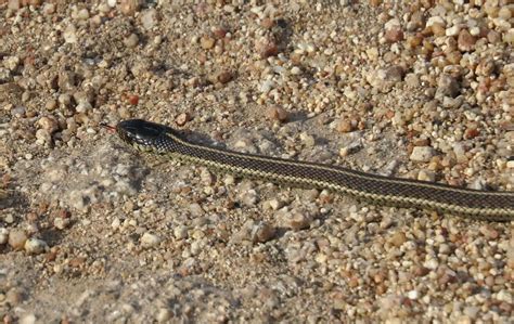 Coast Garter Snake From Marin County CA USA On November 9 2023 At 01
